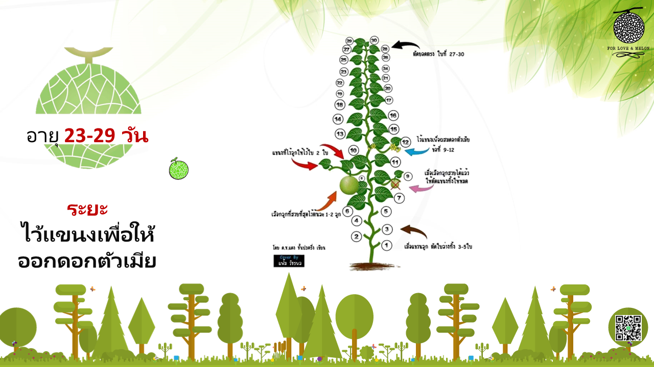 Melon Diary | For Love and Melon