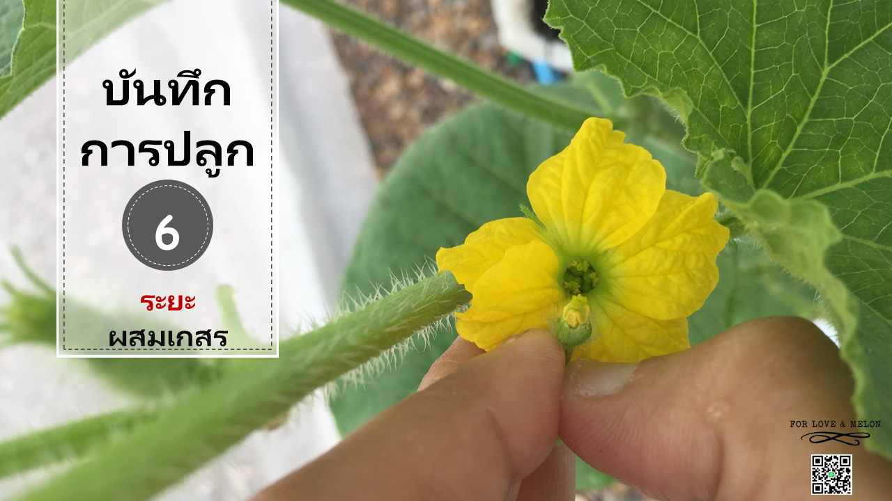 Melon Diary | For Love and Melon