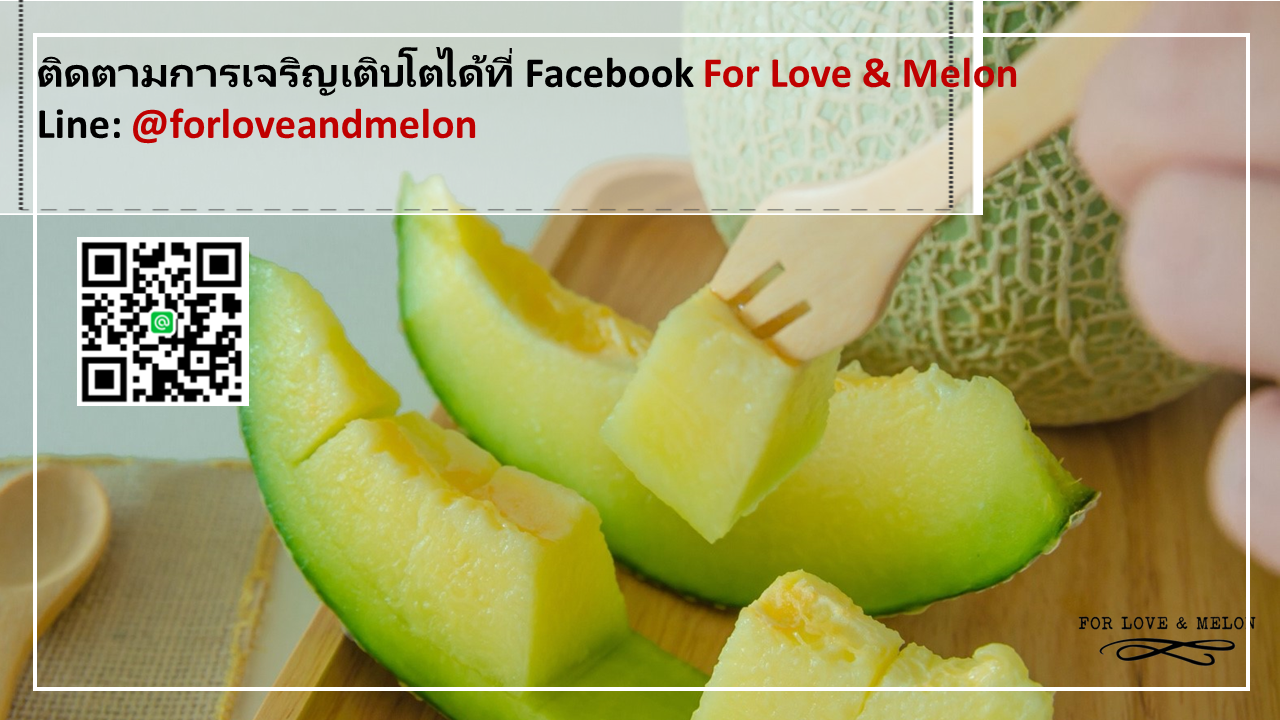 Melon Diary | For Love and Melon
