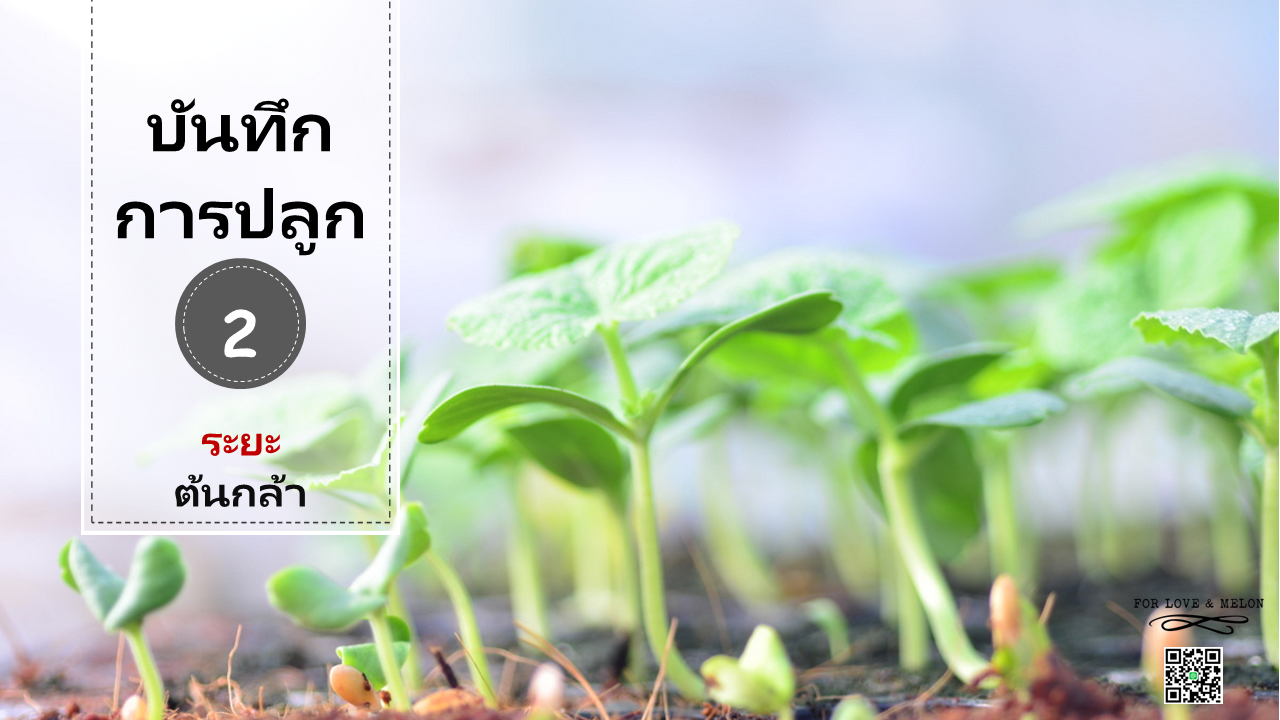 Melon Diary | For Love and Melon